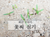 화단 꾸미기 꽃씨 심는 방법 다이소 꽃씨가 발아되어 새싹을 틔우다 네이버 블로그